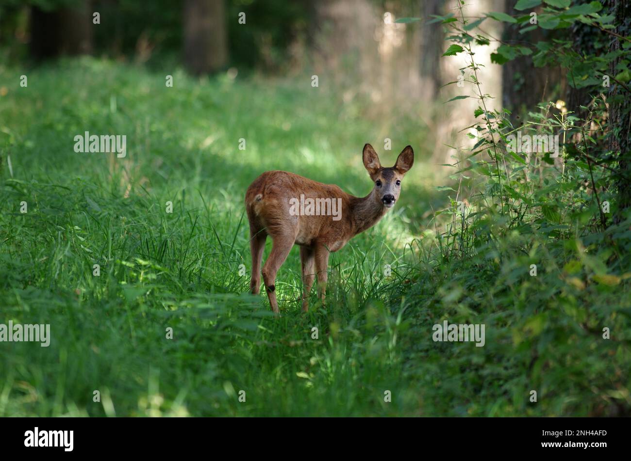 European roe deer (Capreolus capreolus), forest, grass, nature, Germany ...