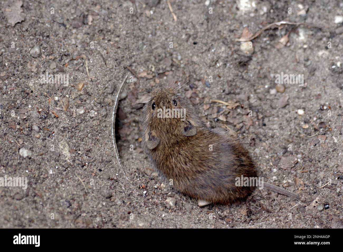 Vole Rodent