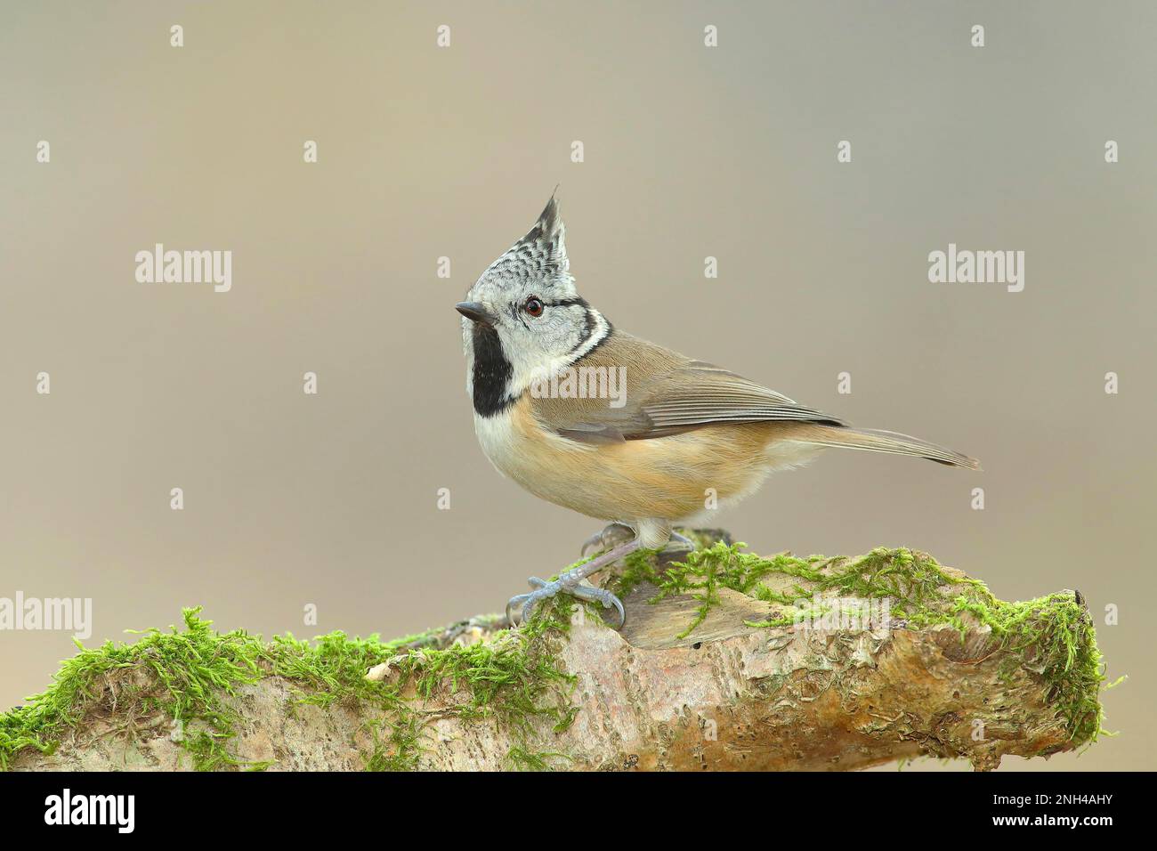 Crested Tit (Lophophanes cristatus) sitting on moss-covered branch ...