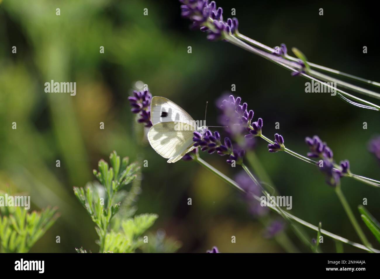 Small white, butterfly, lavender, sunlight, garden, The small cabbage ...