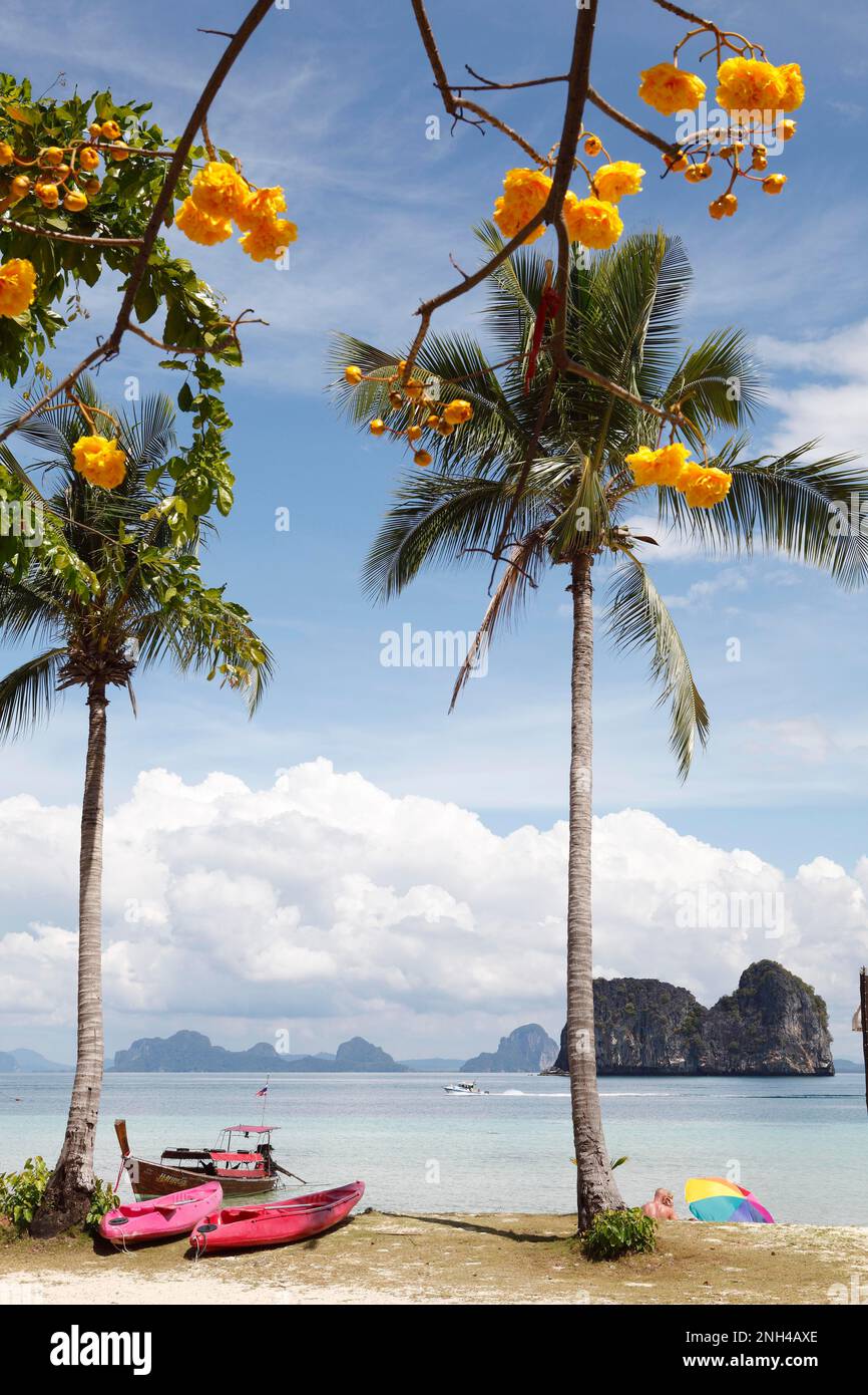 Palm trees and canoes on a sandy beach, a karst rock in the back, Koh ...