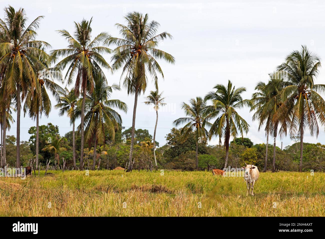 Bovid (Bovidae) in a meadow, palm trees behind, Koh Sukorn, Andaman Sea ...