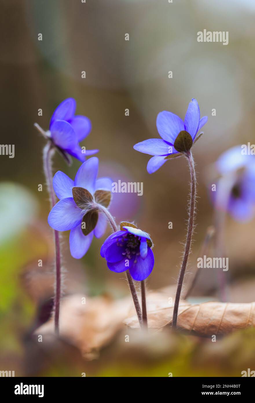 Anemone hepatica (syn. Hepatica nobilis Stock Photo - Alamy