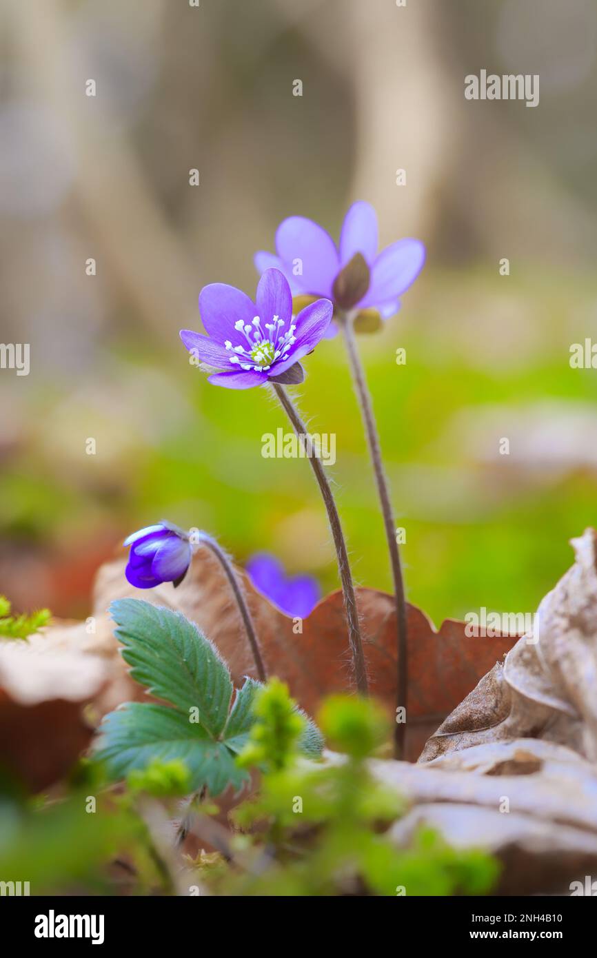 Anemone hepatica (syn. Hepatica nobilis Stock Photo - Alamy