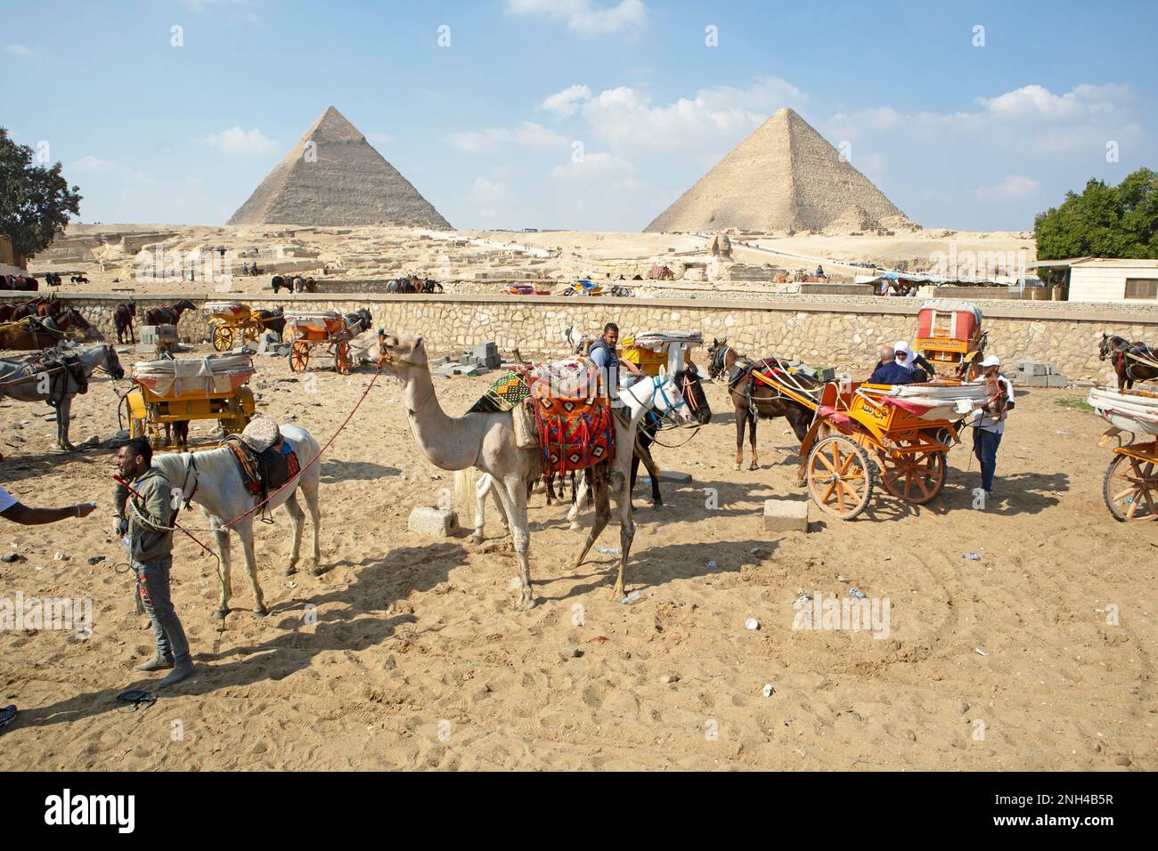 Camelids (Camelidae) and horse-drawn carriages at the pyramids, Giza ...