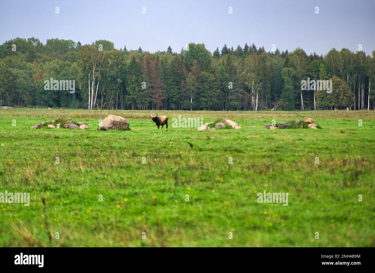 A group of endangered wild mustangs and cows graze on a vast meadow ...