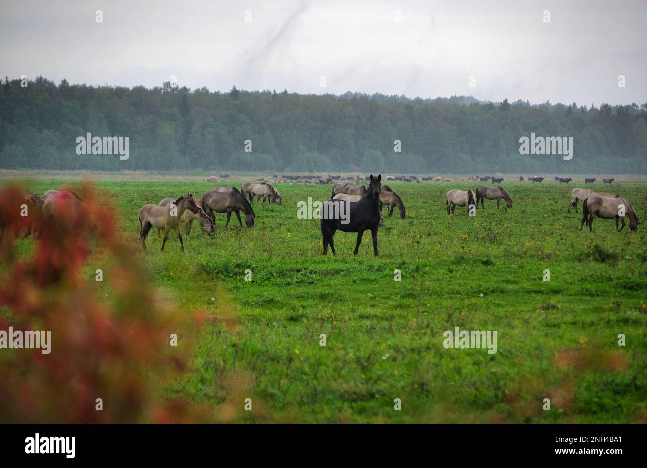 A group of endangered wild mustangs and cows graze on a vast meadow ...