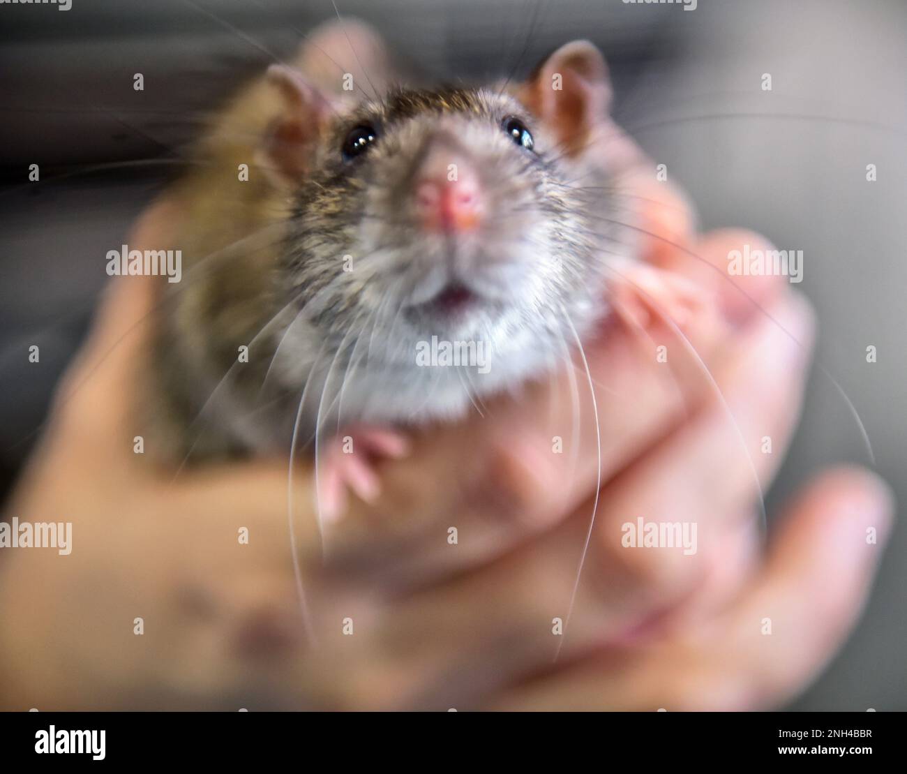 Institute of Cytology and Genetics SB RAS. Scientists from the ...