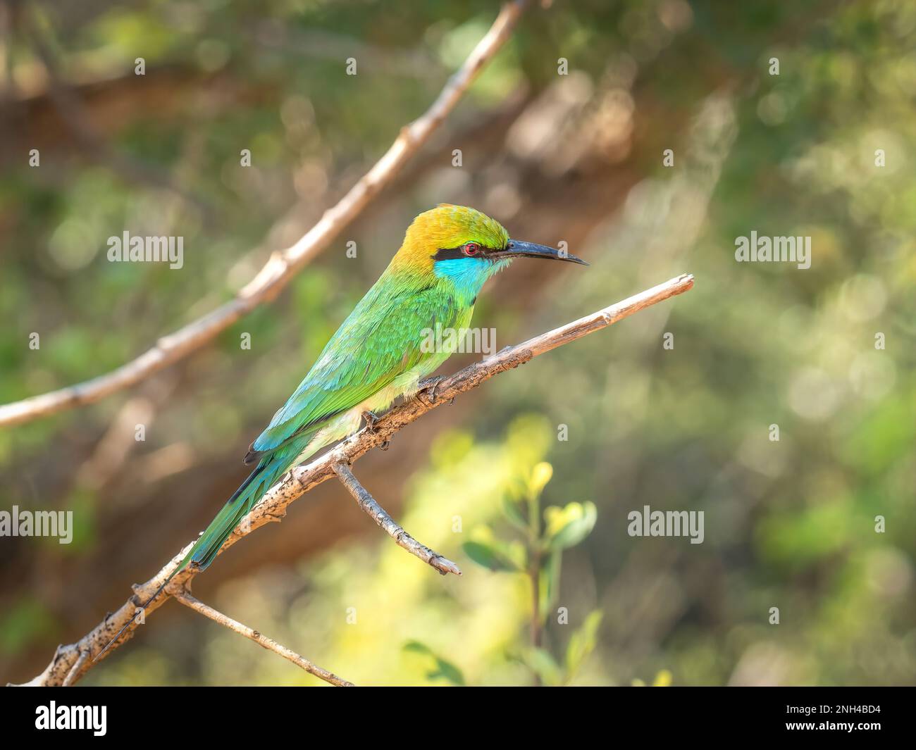 Asian green bee-eater bird on a branch in Sri Lanka Stock Photo - Alamy