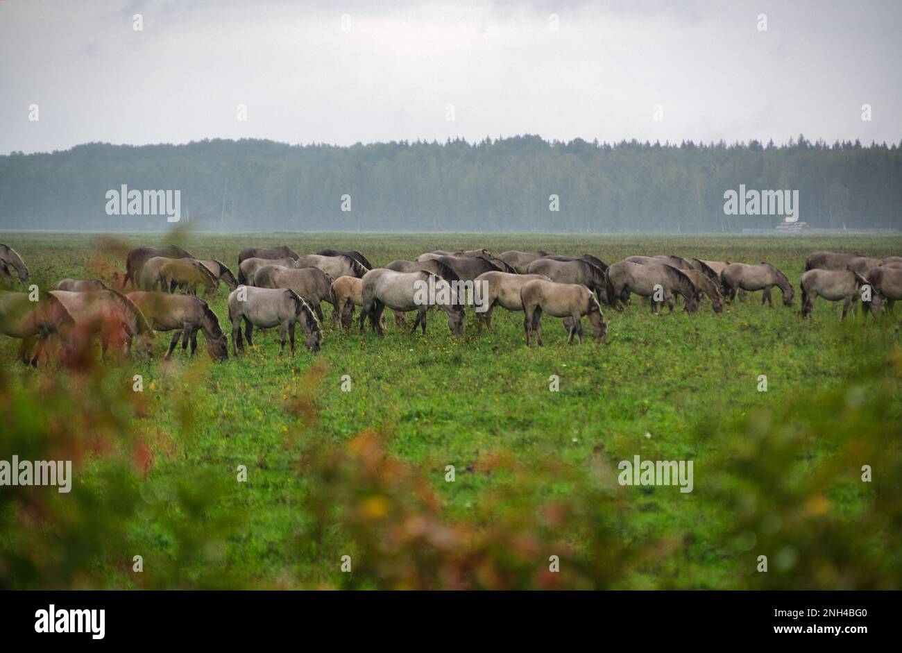 A group of endangered wild mustangs and cows graze on a vast meadow ...