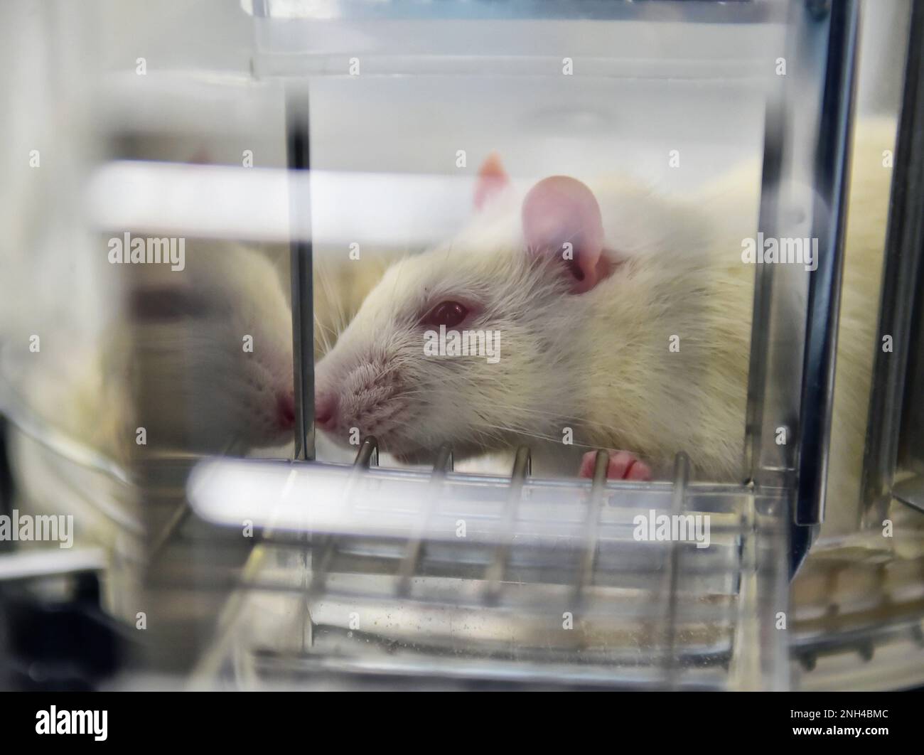 Institute of Cytology and Genetics SB RAS. Scientists from the ...