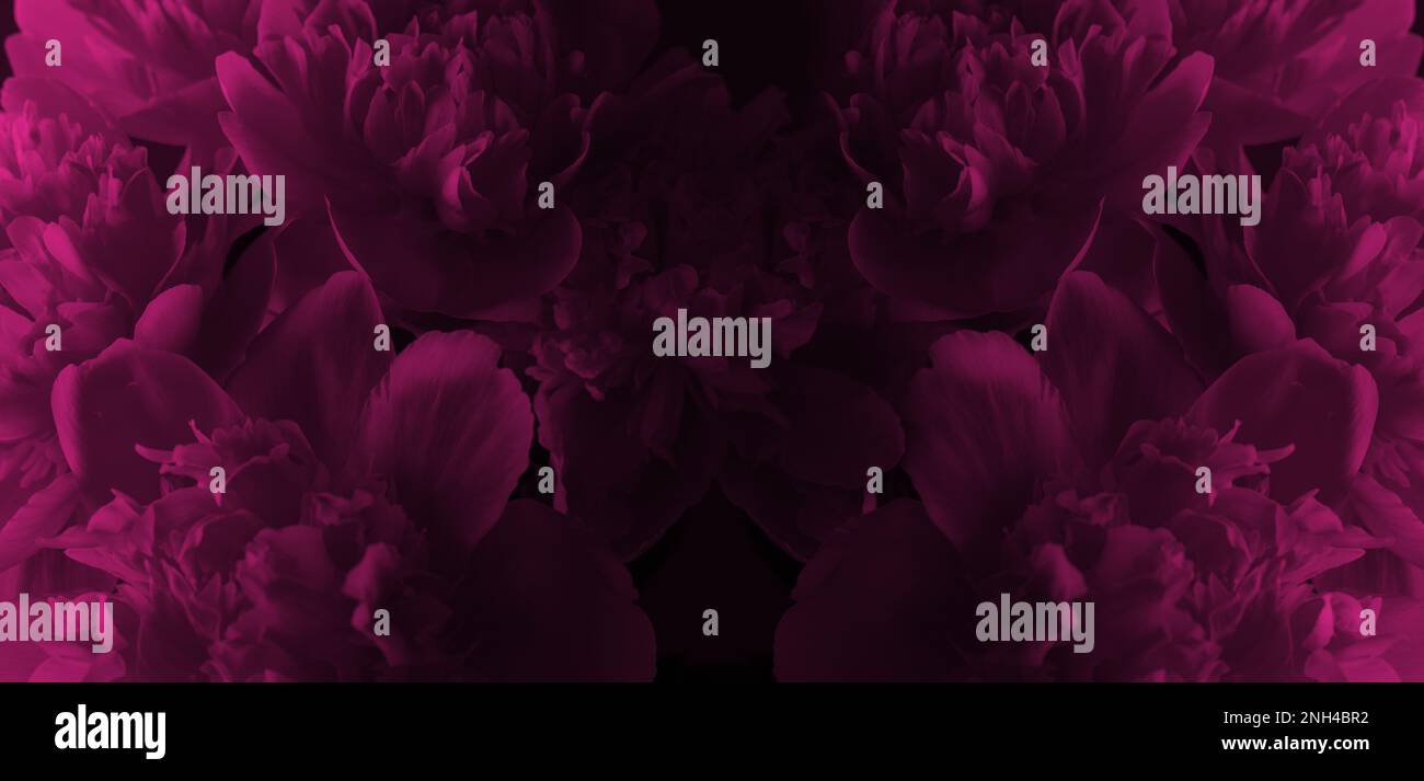Peony against a dark background. Floral wallpaper with beautiful pink ...