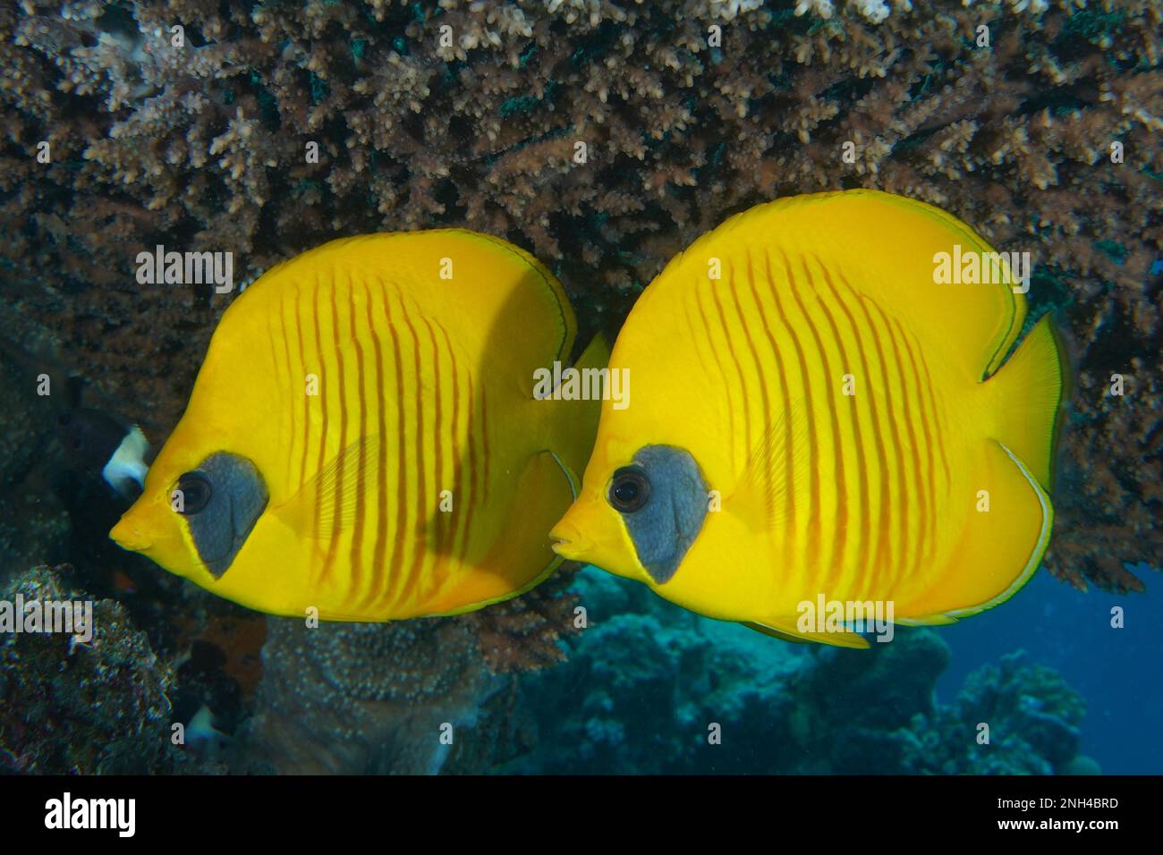 Pair of bluecheek butterflyfish (Chaetodon semilarvatus), dive site ...