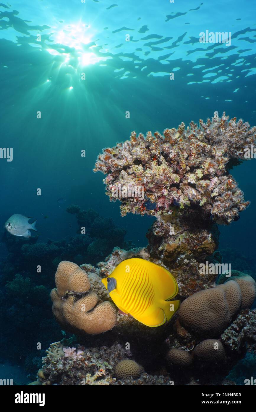 Bluecheek butterflyfish (Chaetodon semilarvatus) in the backlight. Dive ...