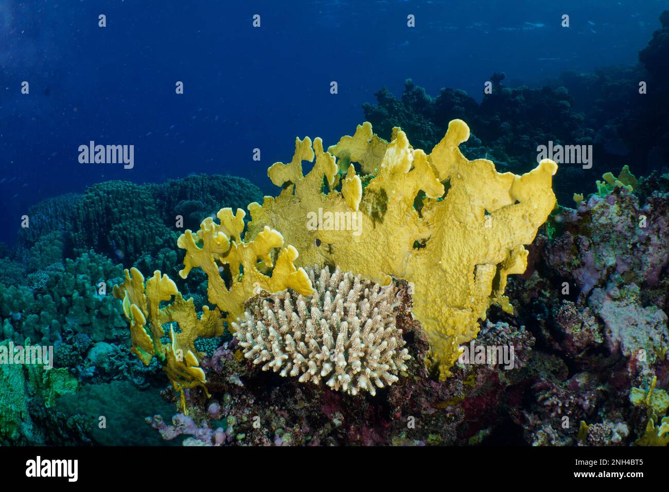 Yellow blade firel coral (Millepora platyphylla), Dive Site House Reef ...