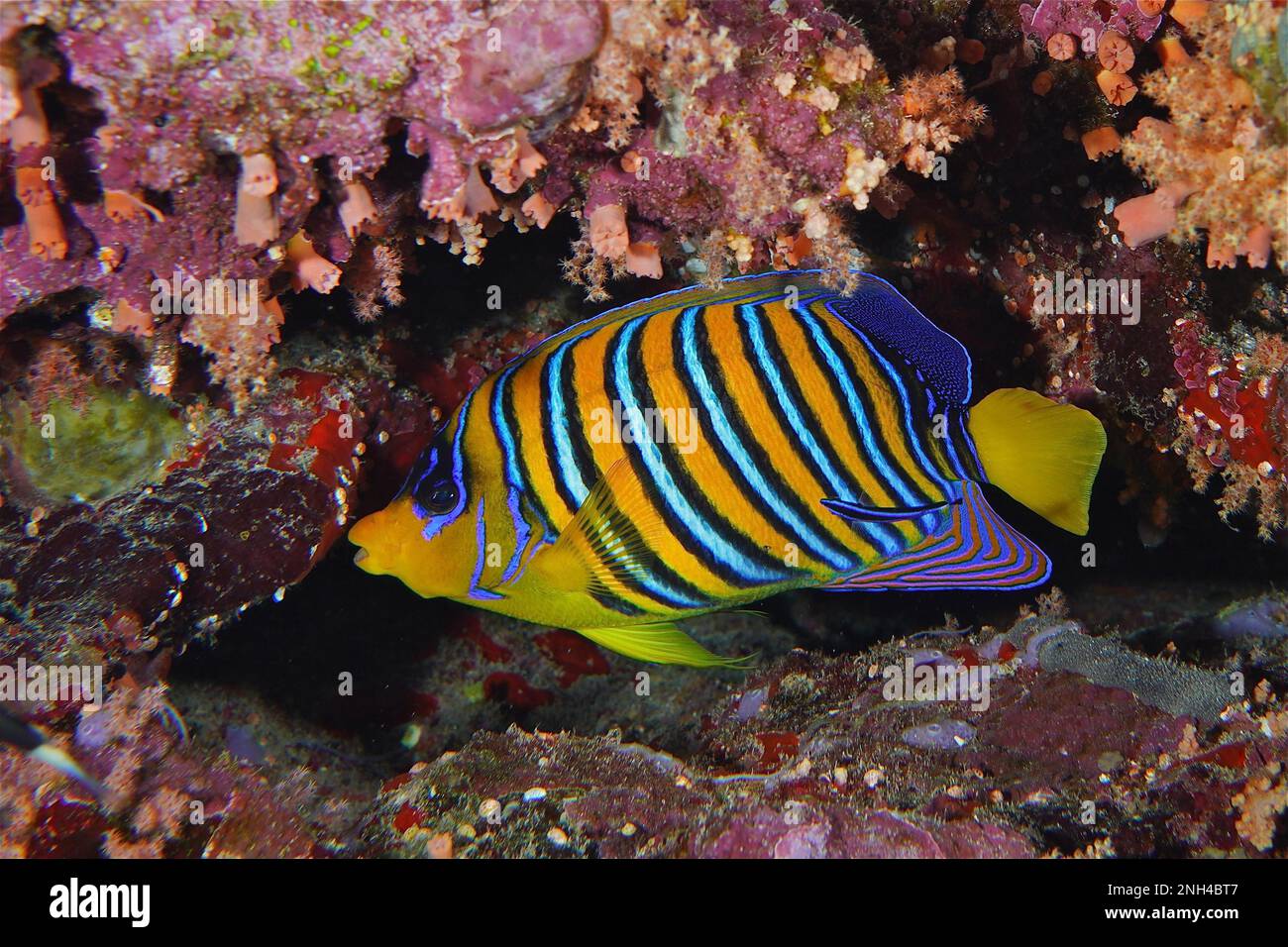 Royal angelfish (Pygoplites diacanthus) in the red reef. Dive site ...