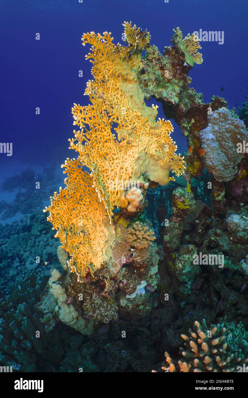 Net fire coral (Millepora dichotoma), Dive Site House Reef, Mangrove ...