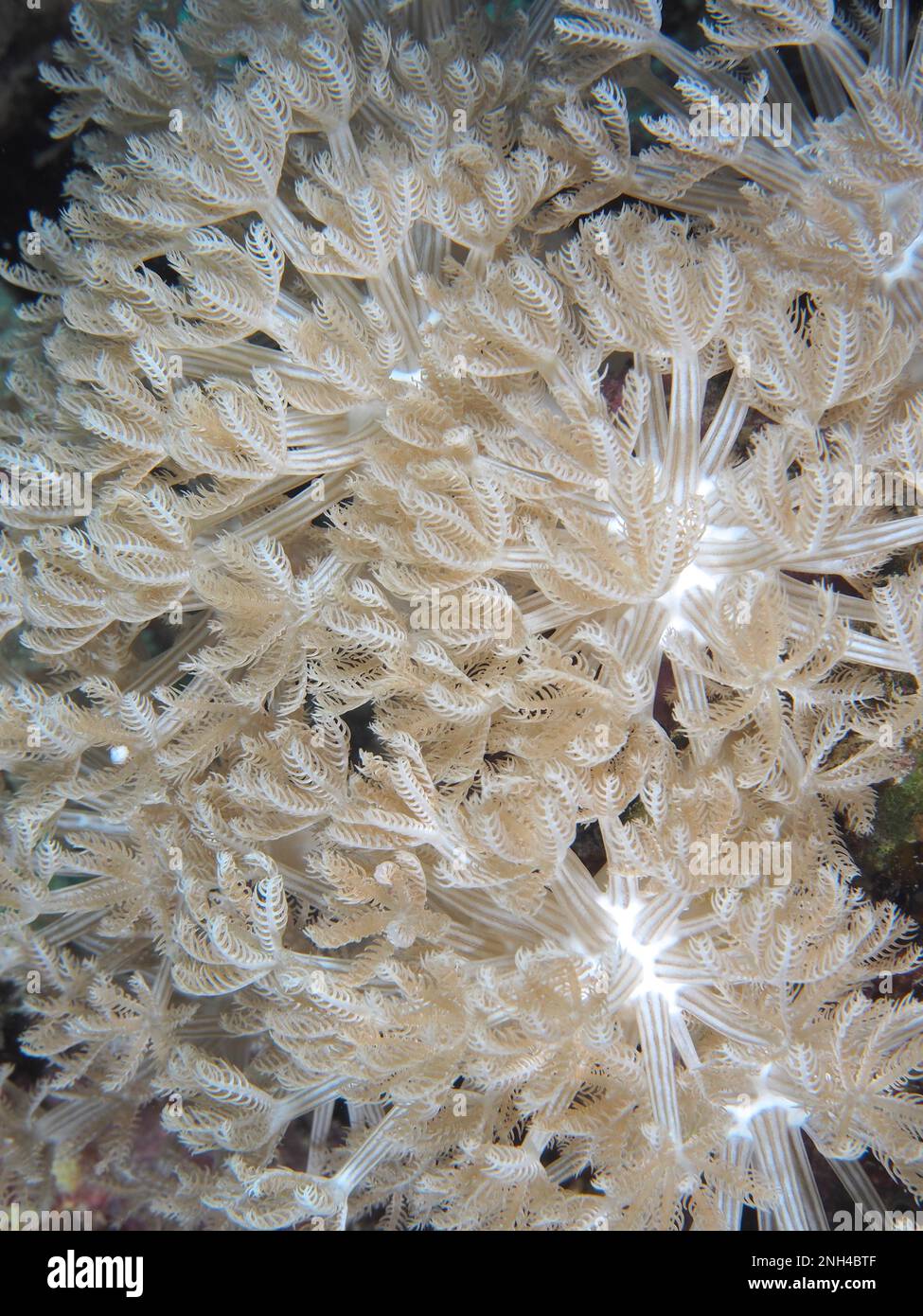 Close-up of pulsating xenid (Heteroxenia fuscescens), dive site House ...