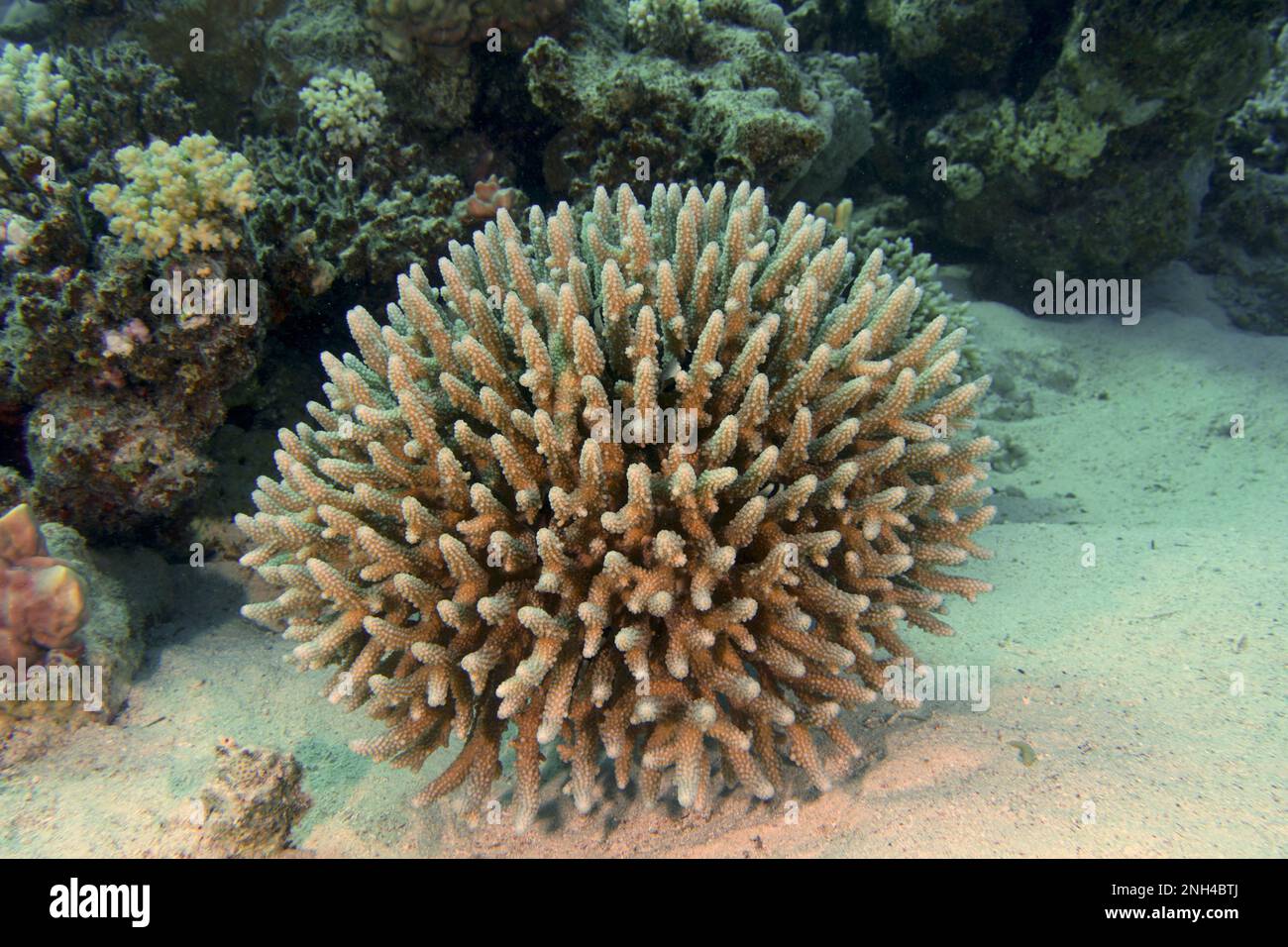 Low staghorn coral (Acropora humilis), House Reef dive site, Mangrove ...