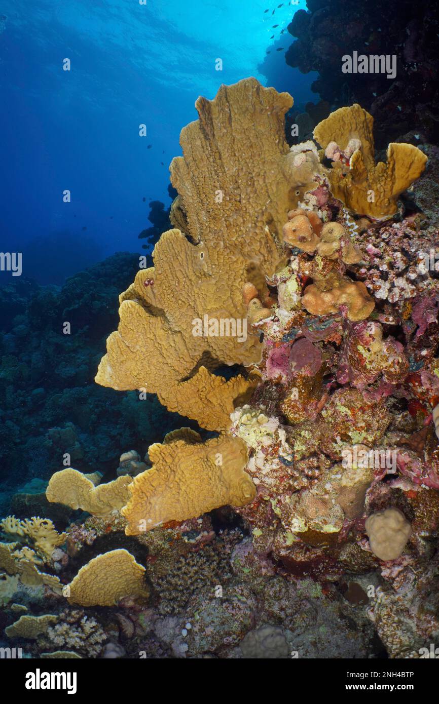 Blade fire coral hi-res stock photography and images - Alamy