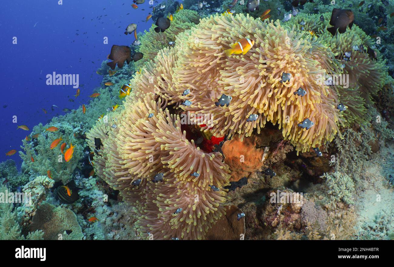 Magnificent sea anemone (Heteractis magnifica) and red sea clownfish ...
