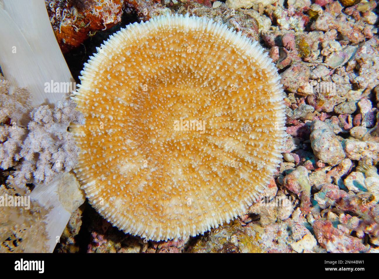 Round mushroom coral (Fungia), Big Brother dive site, Brother Islands ...