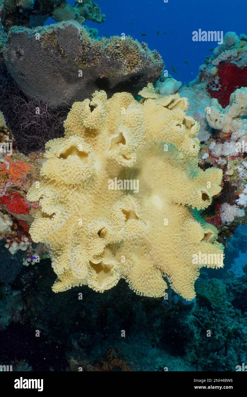 Rough leather coral (Sarcophyton glaucum), Shaab El Erg dive site ...