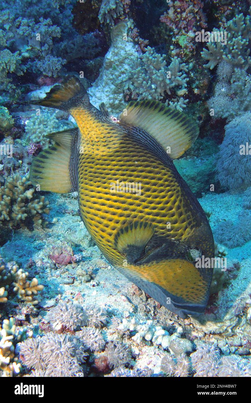 Titan triggerfish (Balistoides Viridescens) building a nest. Dive site ...