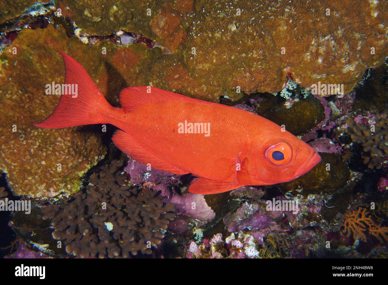 Red common bigeye (Priacanthus hamrur), Big Brother Dive Site, Brother ...
