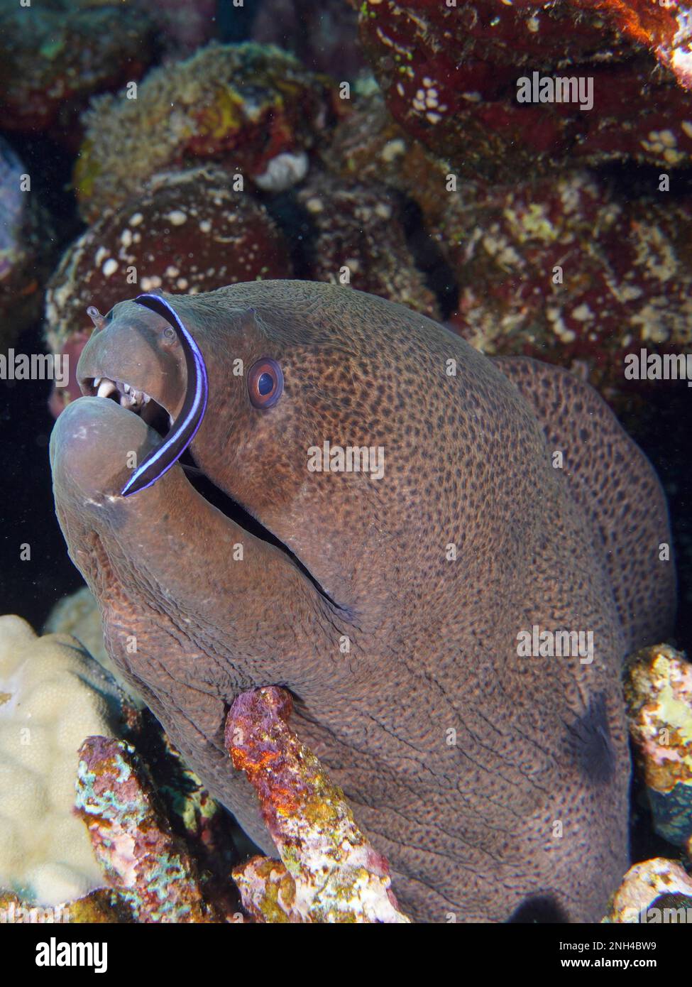 Giant wrasse fish hi-res stock photography and images - Alamy