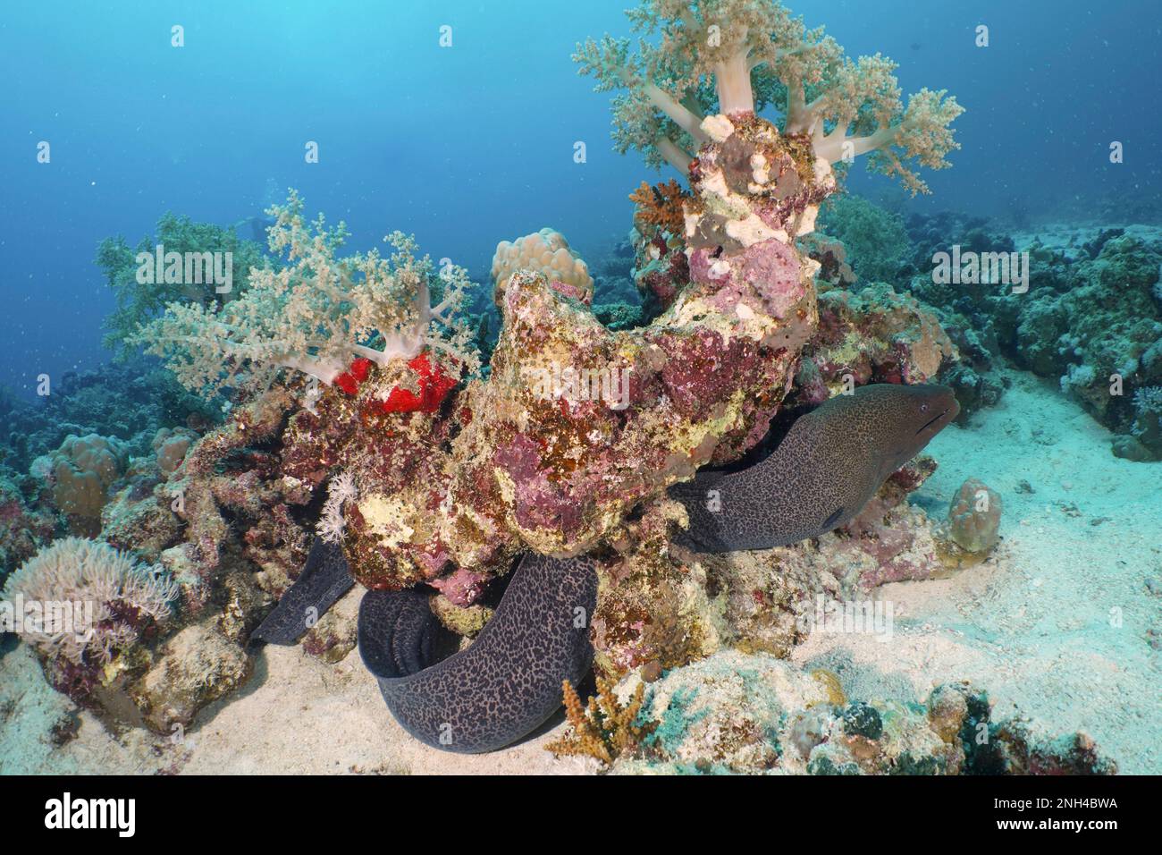 Giant Moray (Gymnothorax javanicus) moray under broccoli tree ...