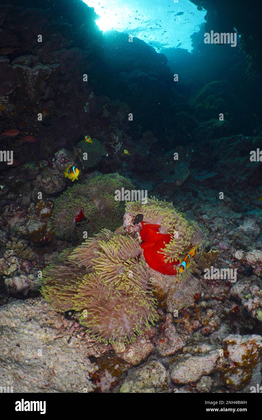 Magnificent sea anemone (Heteractis magnifica) and red sea clownfishes ...