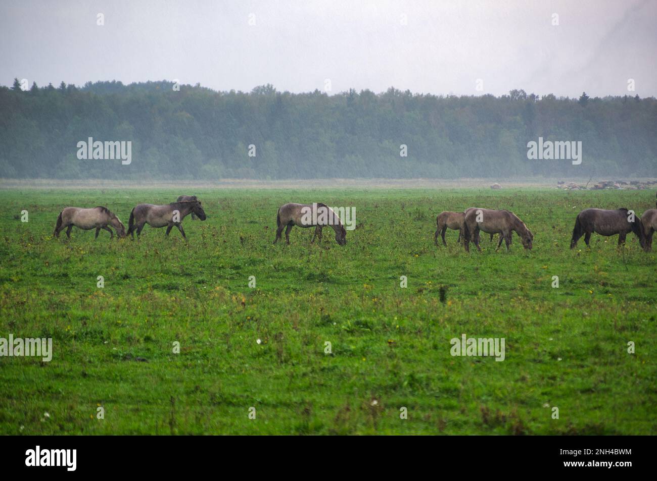 A group of endangered wild mustangs and cows graze on a vast meadow ...