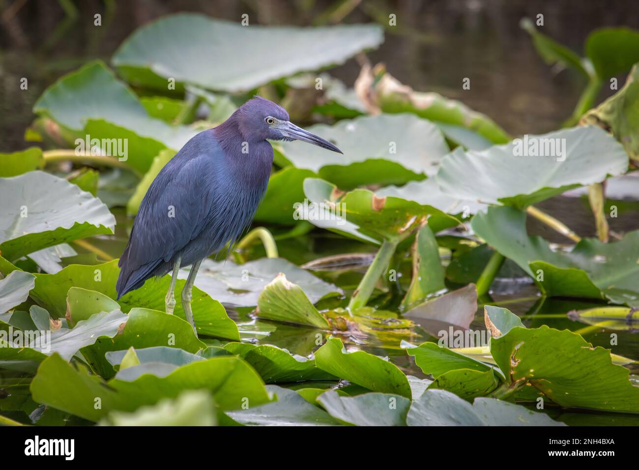 Little Blue Heron bird in a green swamp in the Everglades in Florida ...