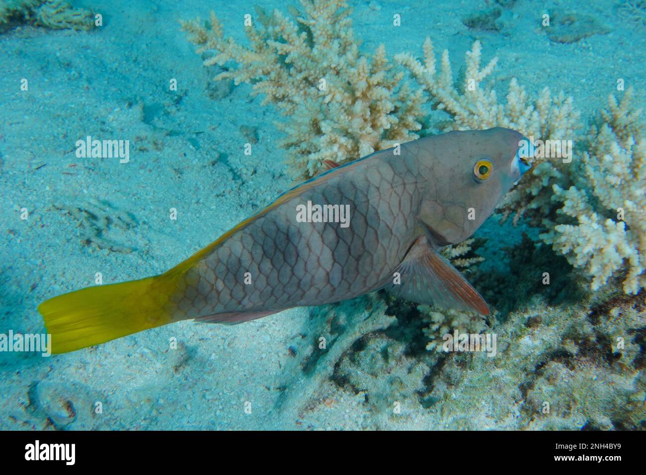 Female rusty parrotfish (Scarus ferrugineus), Shaab El Erg dive site ...