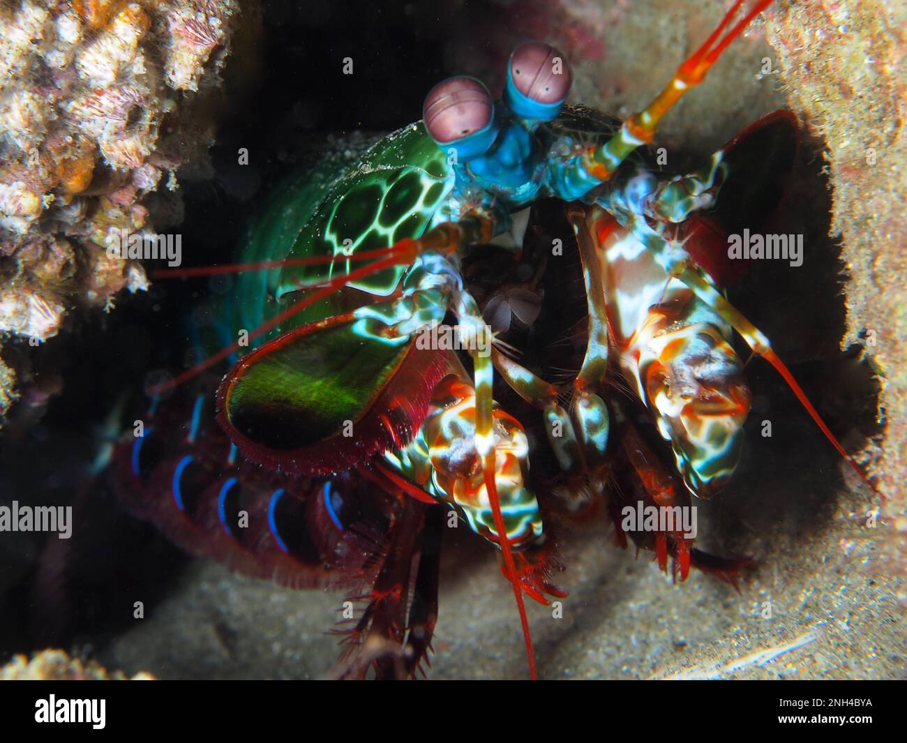 Portrait of peacock mantis shrimp (Odontodactylus scyllarus), Sodwana ...