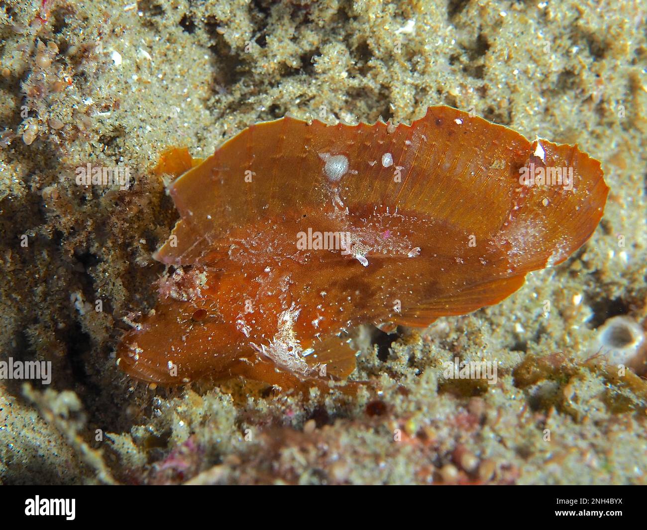African leaf fish hi-res stock photography and images - Alamy