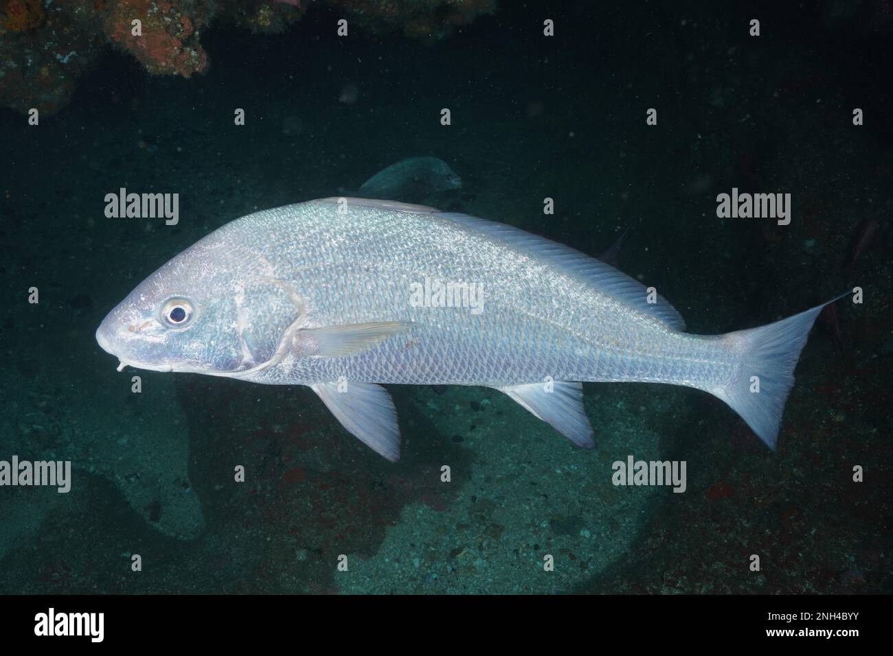 Slim bardman (Umbrina ronchus) (Umbrina robinsoni), bony fish, Aliwal ...