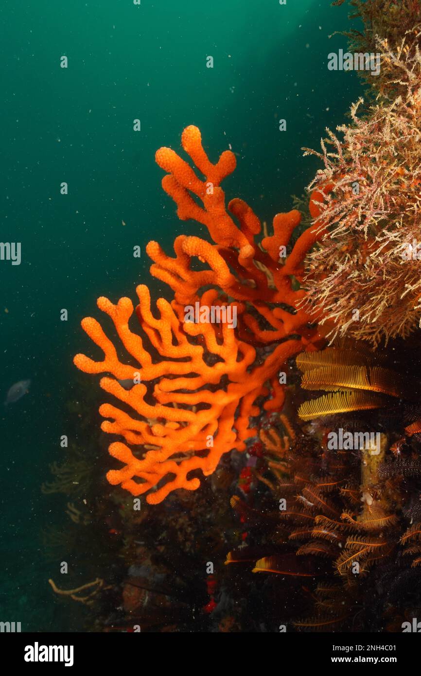 Orange sine sea fan (Eunicella tricoronata), sea fan, False Bay dive ...