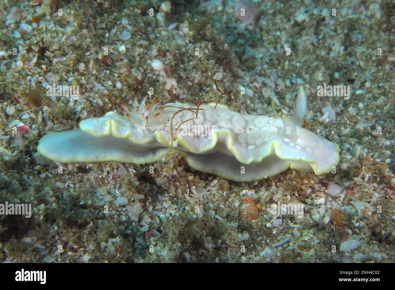 Star snail (Ardeadoris undaurum), Sodwana Bay National Park dive site ...