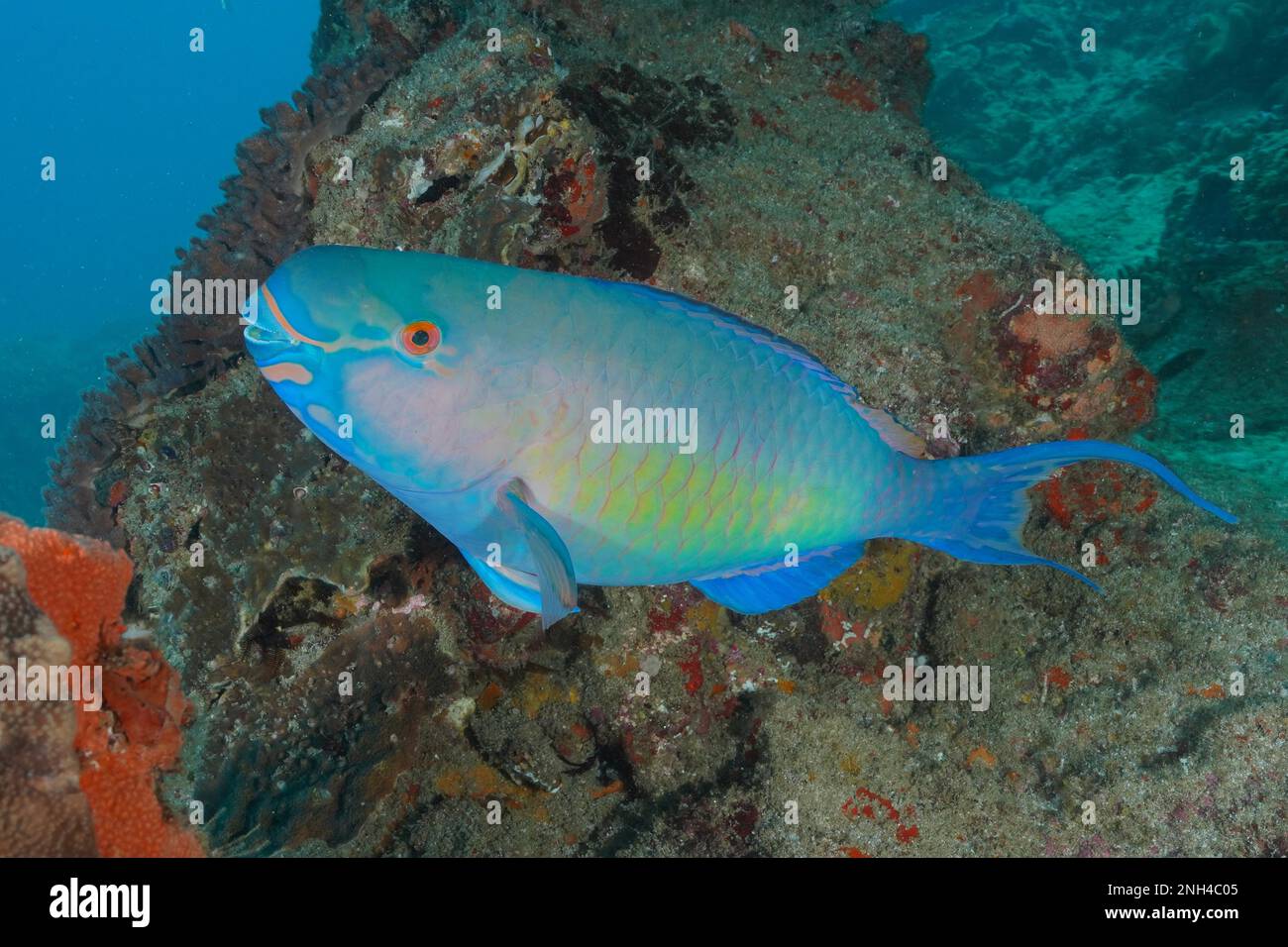 Nose hump parrotfish (Scarus rubroviolaceus), parrotfish, Sodwana Bay ...
