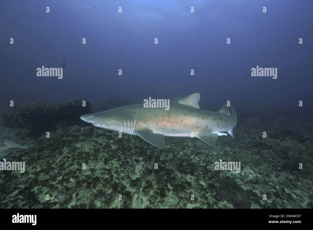 Sand tiger shark (Carcharias taurus) over the reef. Protea Banks Dive ...