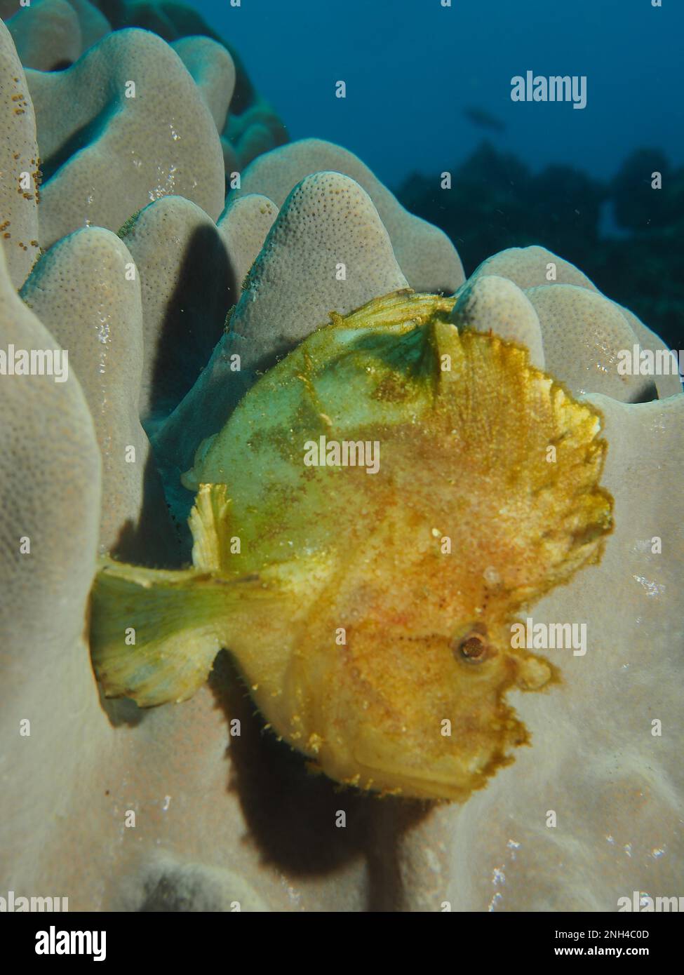 African Leaf Fish Compatibility