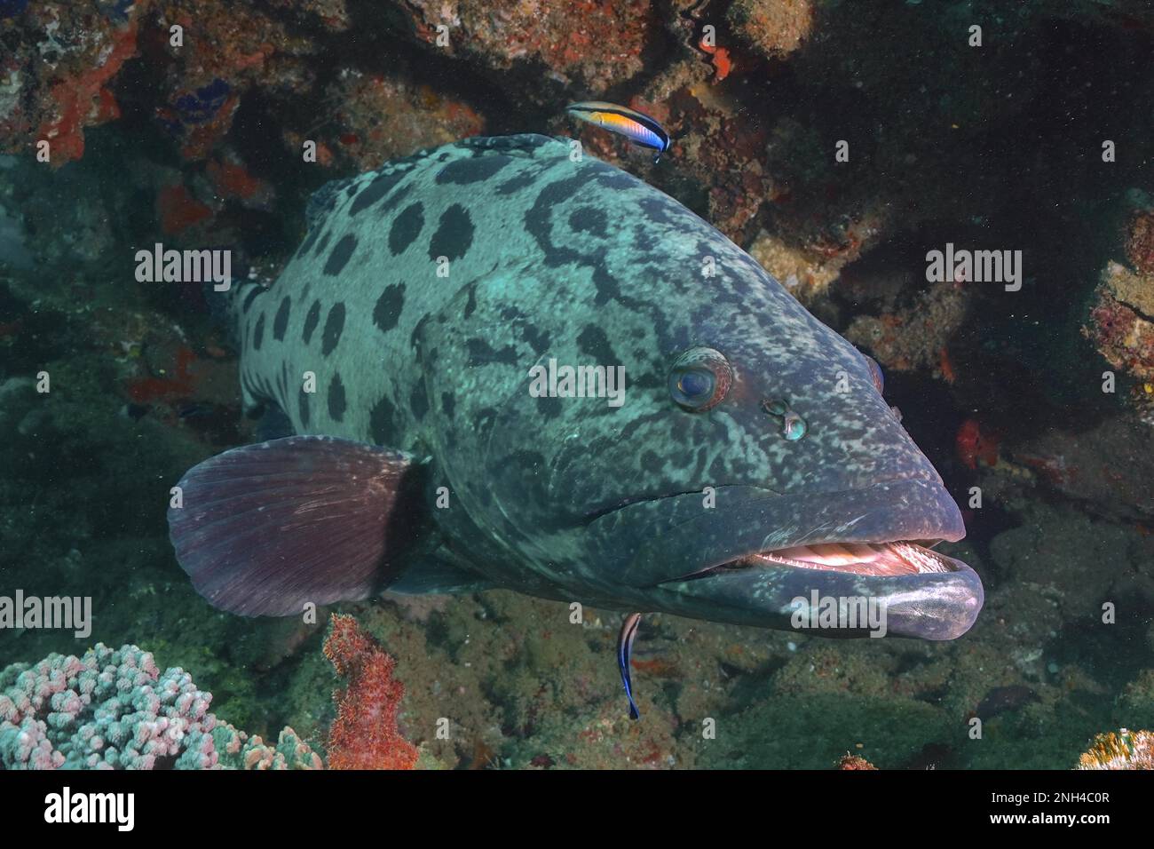 Potato grouper (Epinephelus tukula) and cleaner fish. Dive site Sodwana ...