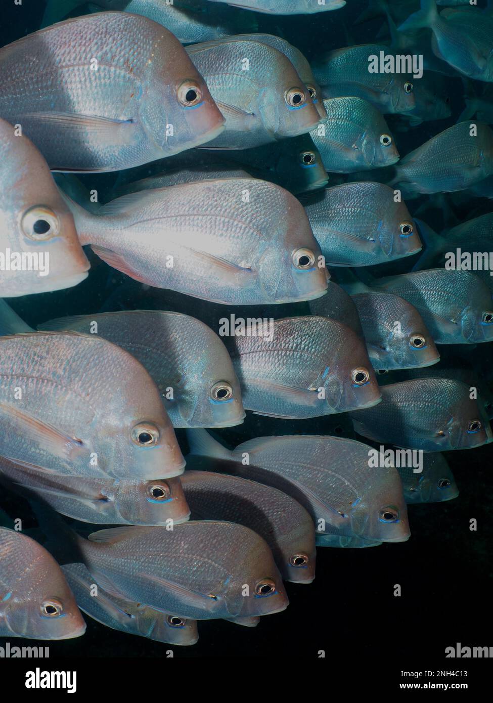Group, shoal of Slinger sea bream (Chrysoblephus puniceus), Sodwana Bay ...