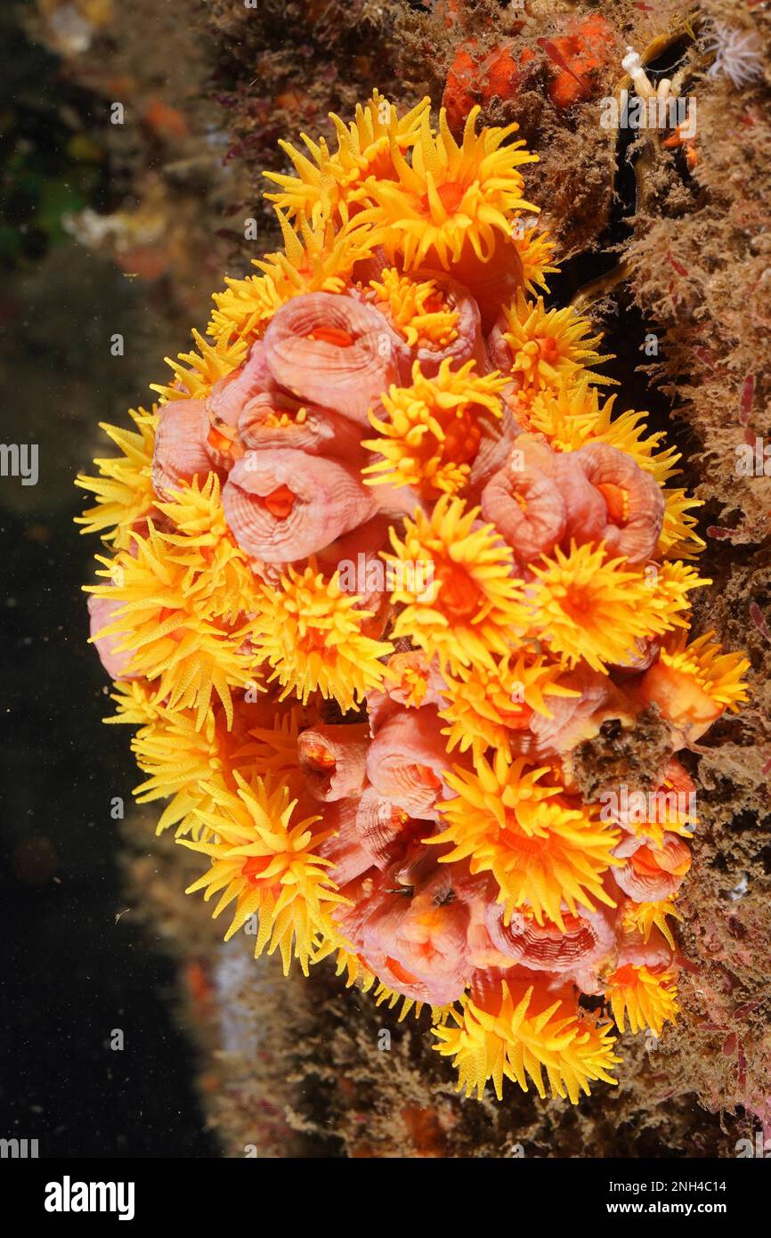 Orange cup coral (Tubastrea coccinea), Aliwal Shoal dive site, Umkomaas ...