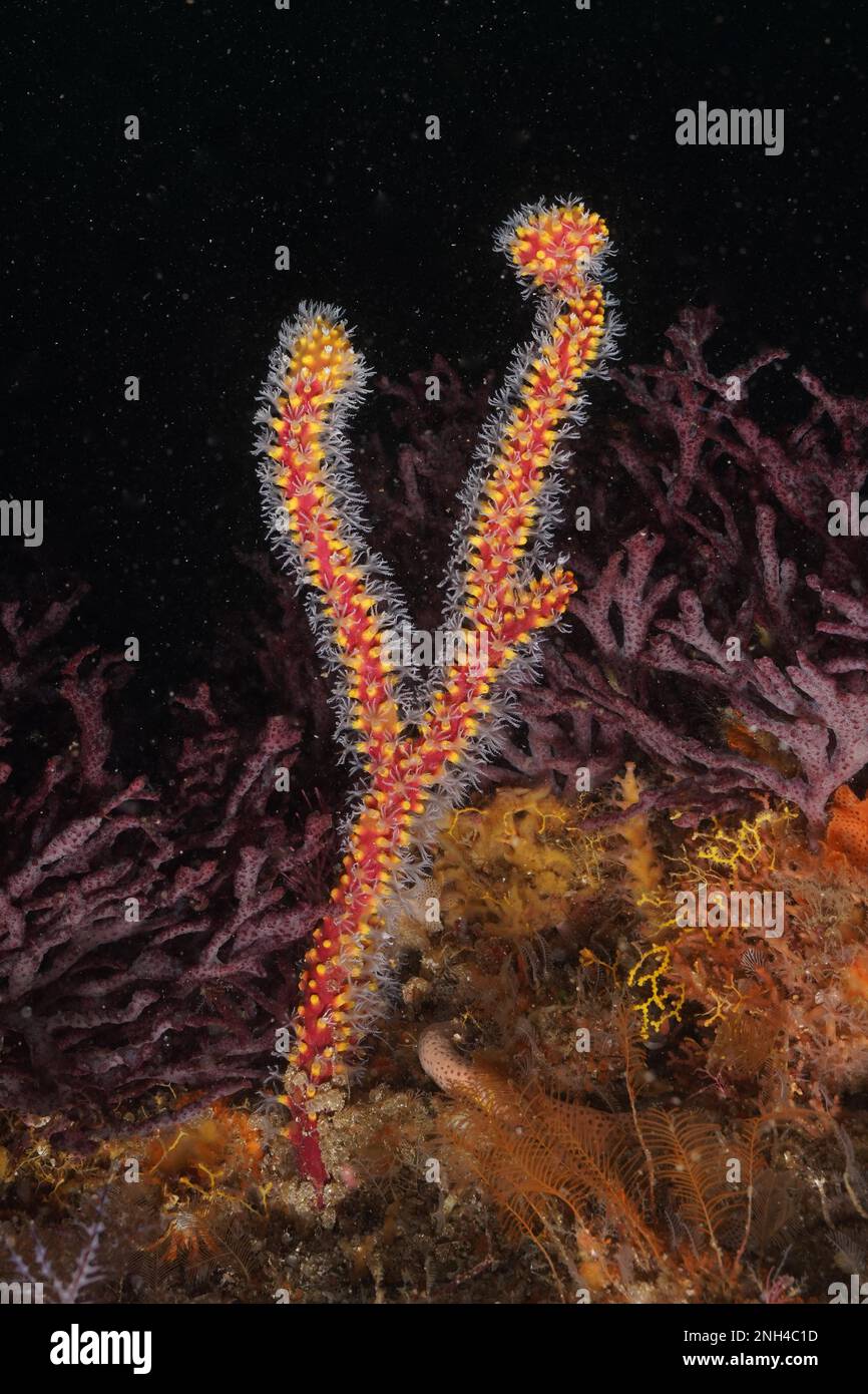 Gorgonian polyp hi-res stock photography and images - Alamy