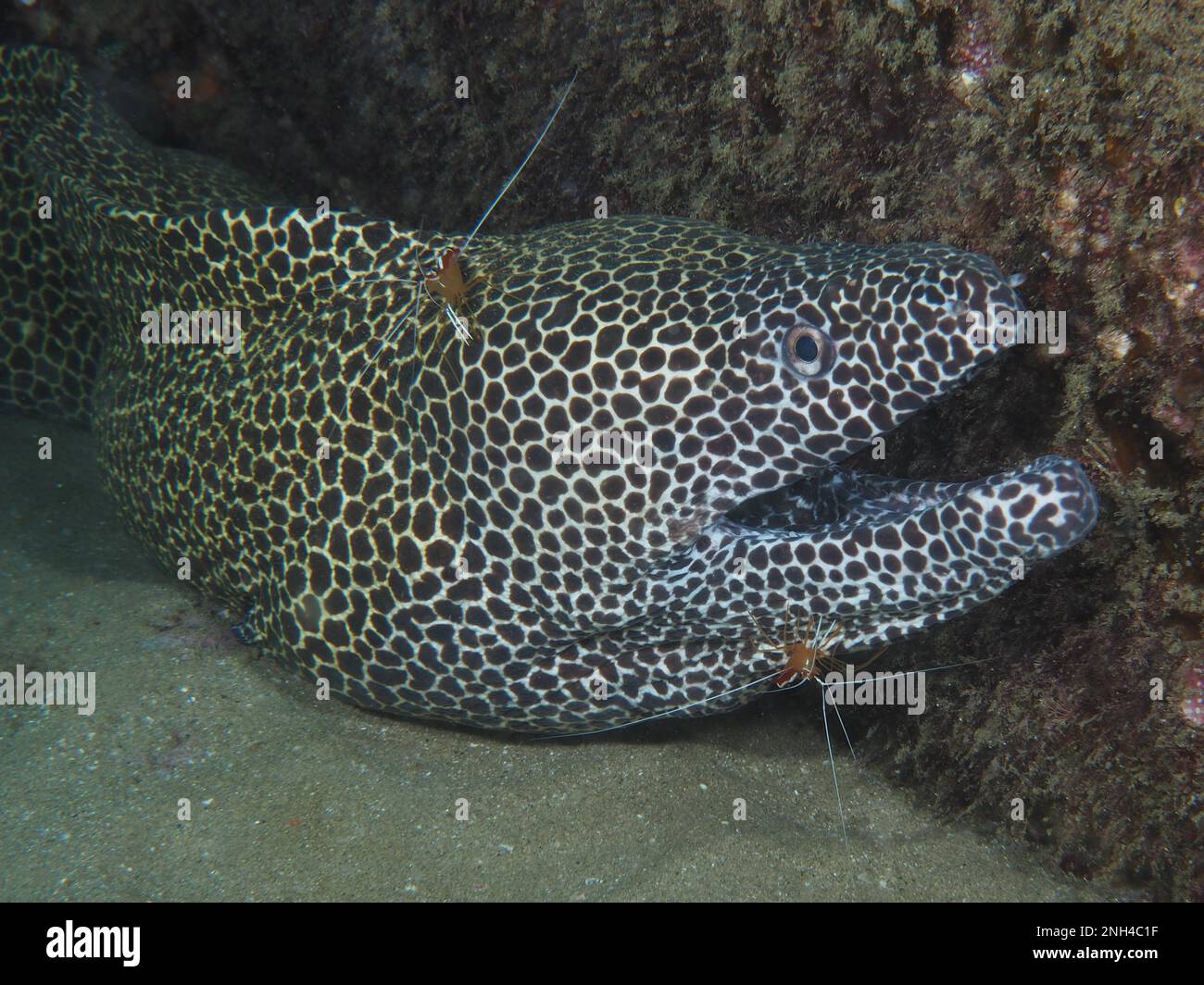 A net moray (Gymnothorax permistus) gets cleaned at a cleaning station ...