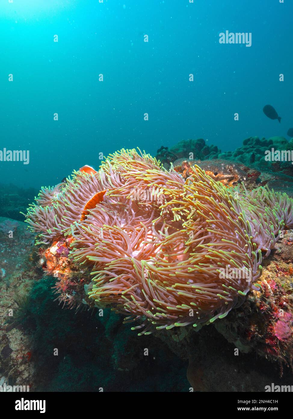 Magnificent sea anemone (Heteractis magnifica), Sodwana Bay National ...