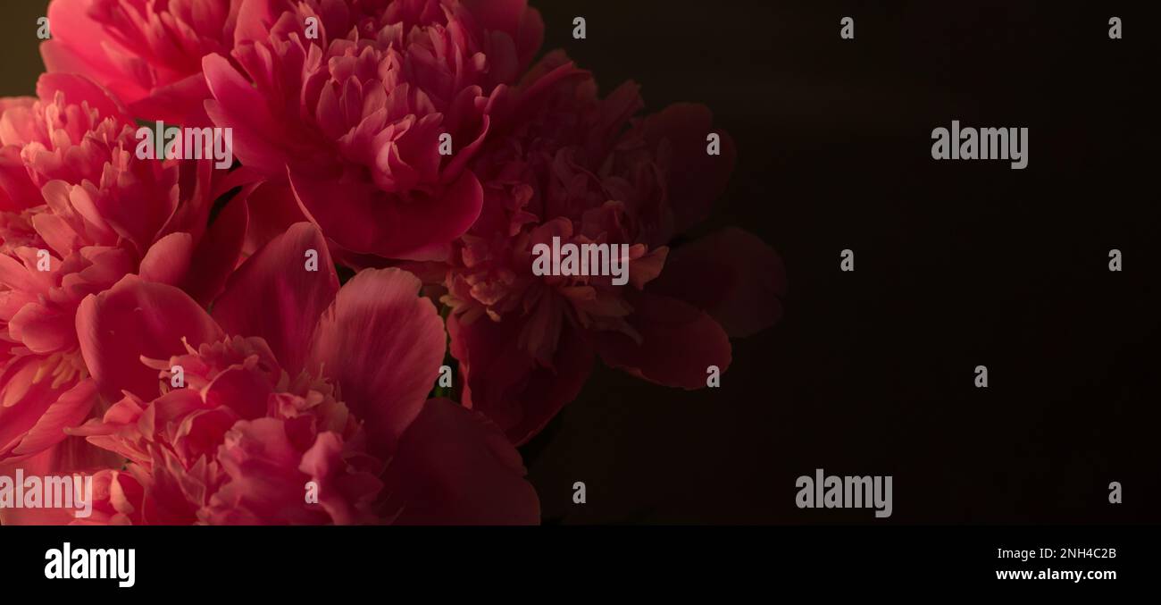 Peony against a dark background. Floral wallpaper with beautiful pink ...